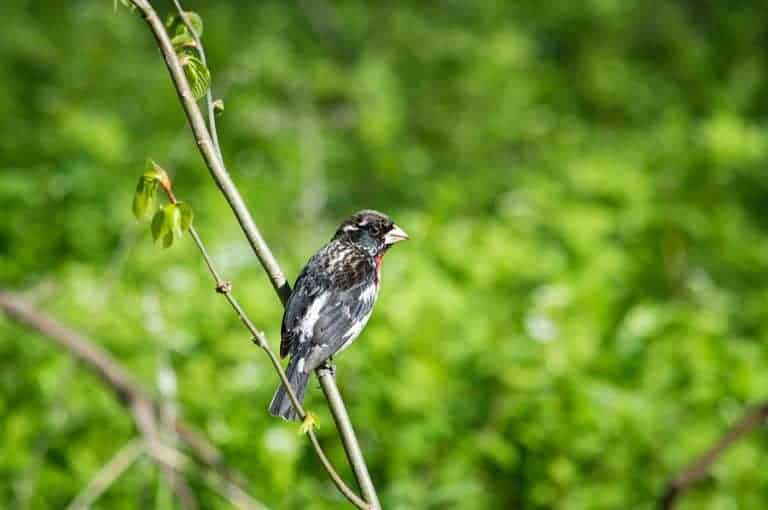 Point Pelee - A Bird Photographer's Paradise - Improve Photography