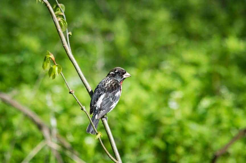 Point Pelee - A Bird Photographer's Paradise - Improve Photography