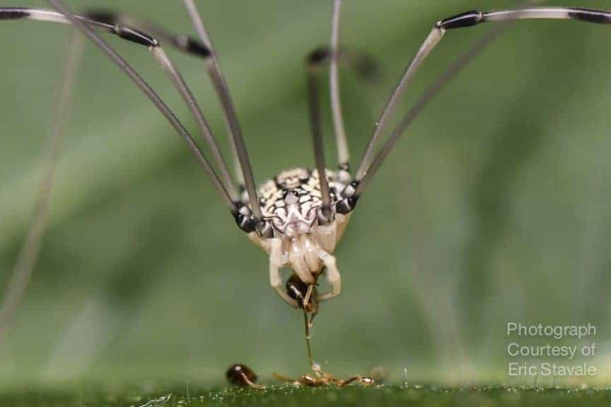 Advanced Tips for Photographing Live Insects - Improve Photography