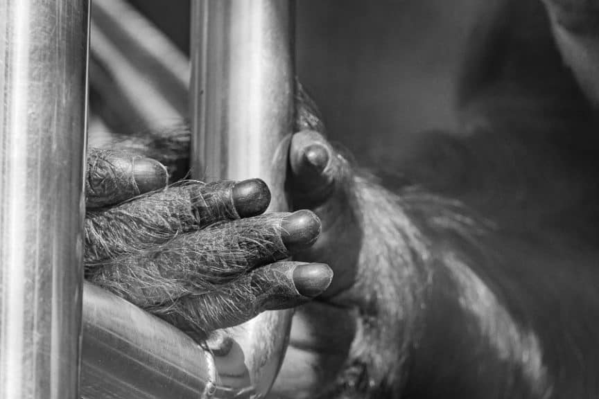 27 Tips for Zoo Photography - Improve Photography