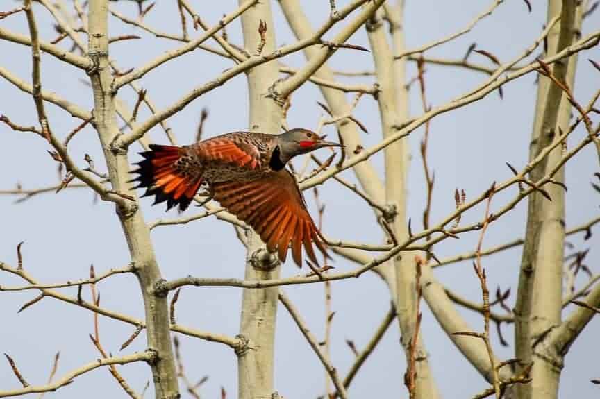 How to Photograph Birds in Flight - Improve Photography