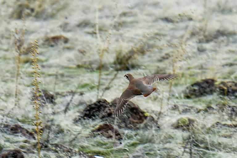 How to Photograph Birds in Flight - Improve Photography